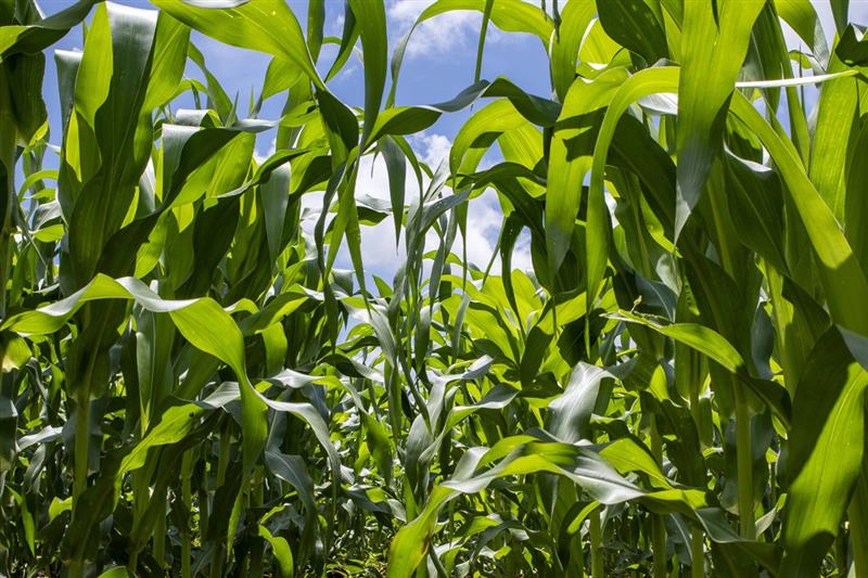 Simbiose și Corteva Agriscience semnează un acord pentru a aduce o ...