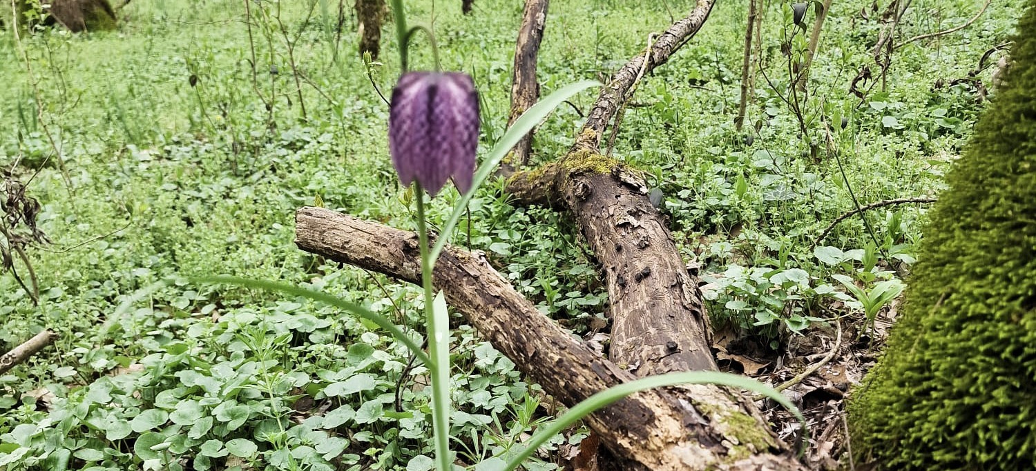 O floare rară, care rezistă aproximativ o săptămână, a apărut în Lunca ...