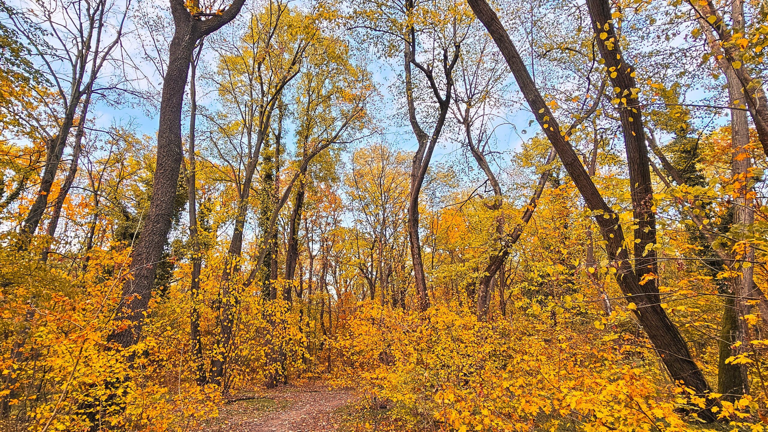 Pădurile europene au pierdut o treime din capacitatea lor de a absorbi ...