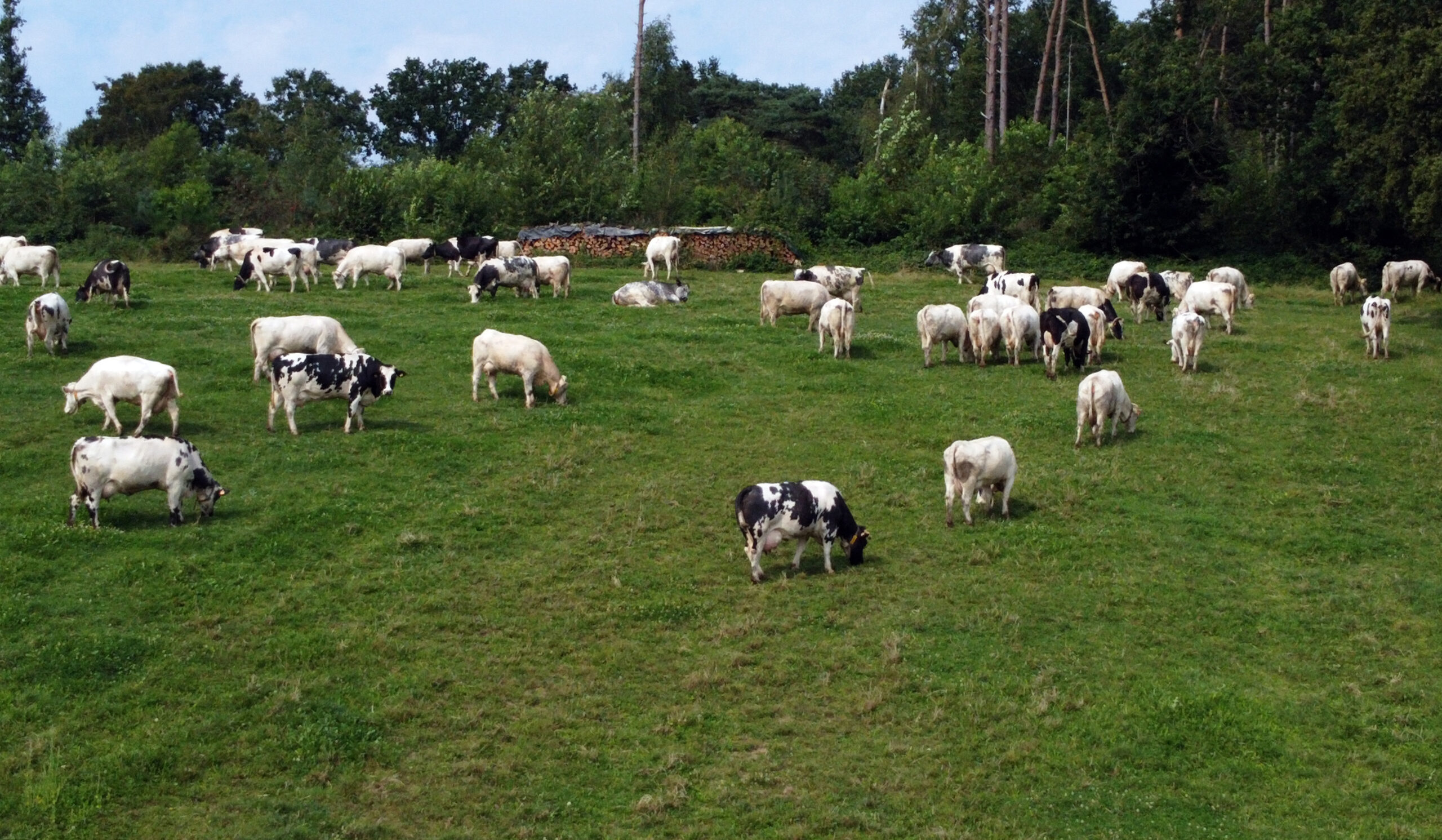 APIA grants financial support of 2.8 million lei for livestock breeders