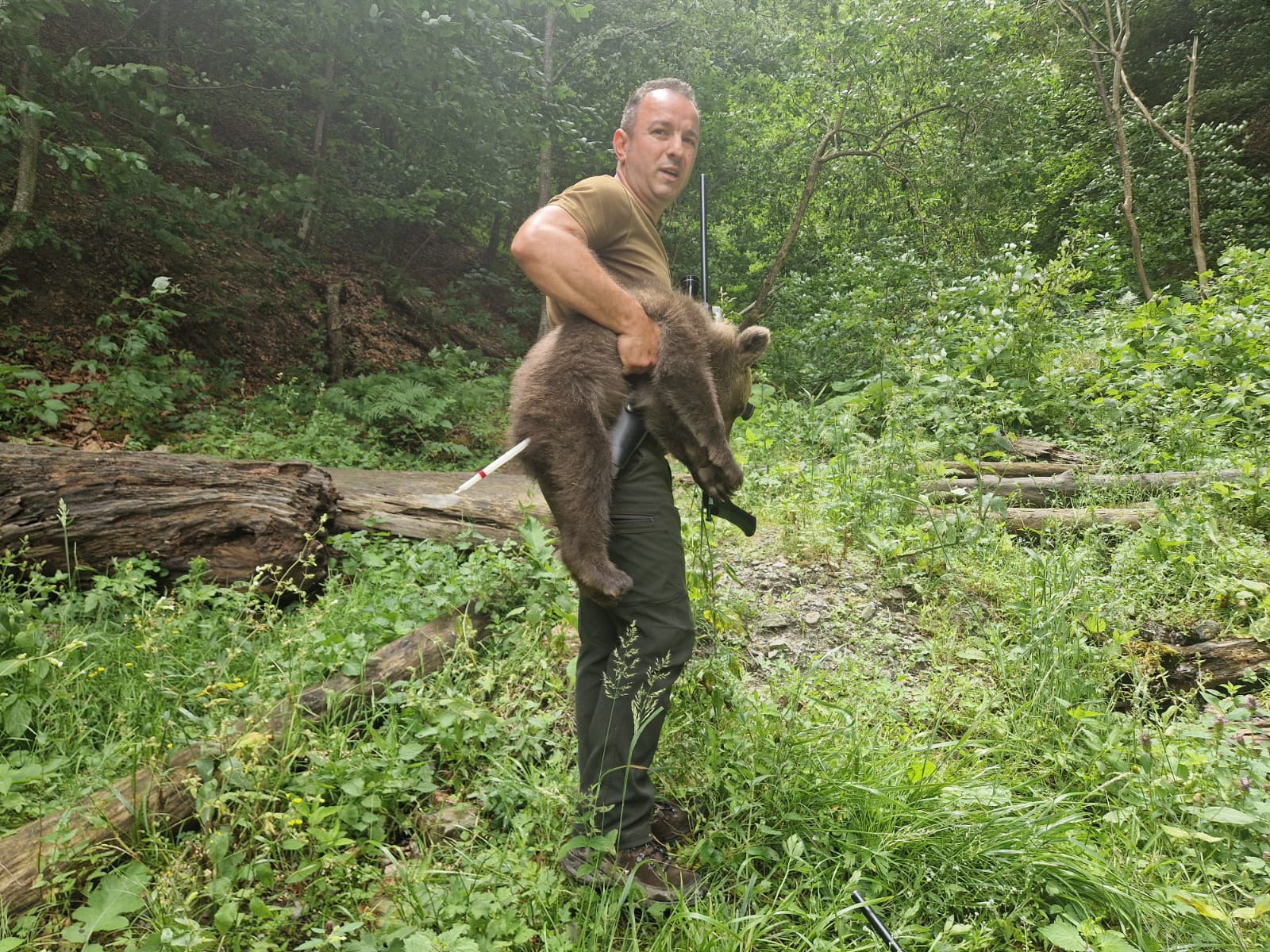 Unul dintre cei trei pui ai ursoacei ucise în zona Trasfăgărășan a fost ...