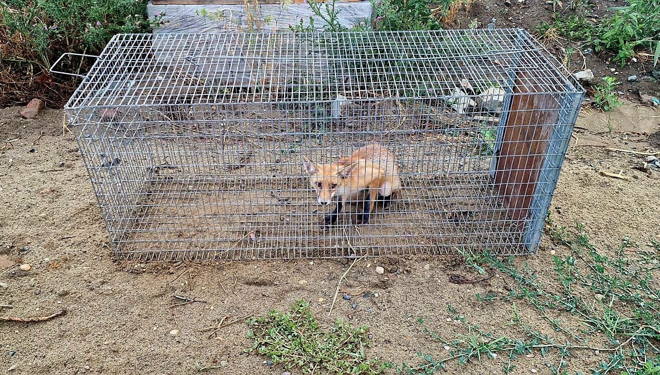 Pui de vulpe, văzuți în curtea unui liceu din Arad, prinși de jandarmi