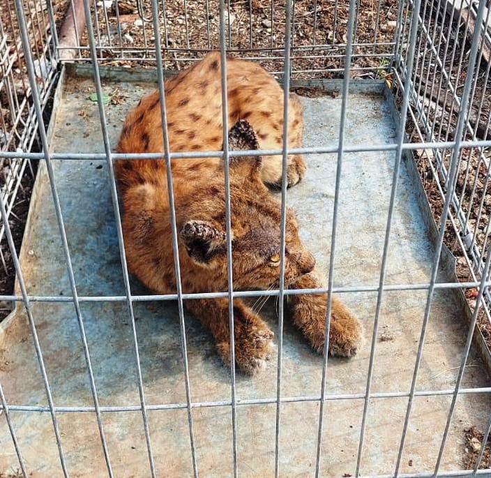 Intervenție specială a jandarmilor montani. Pui de râs, prins în curtea ...