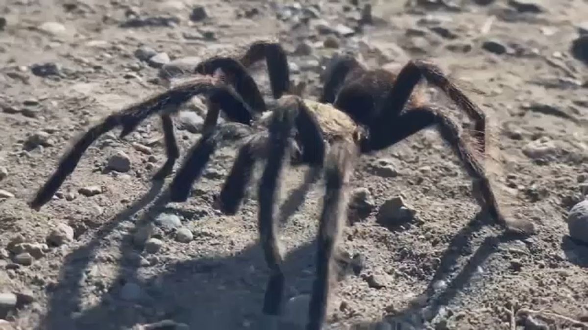 Invazie în SUA: Tarantule cât o farfurie umblă libere, în sezonul de ...