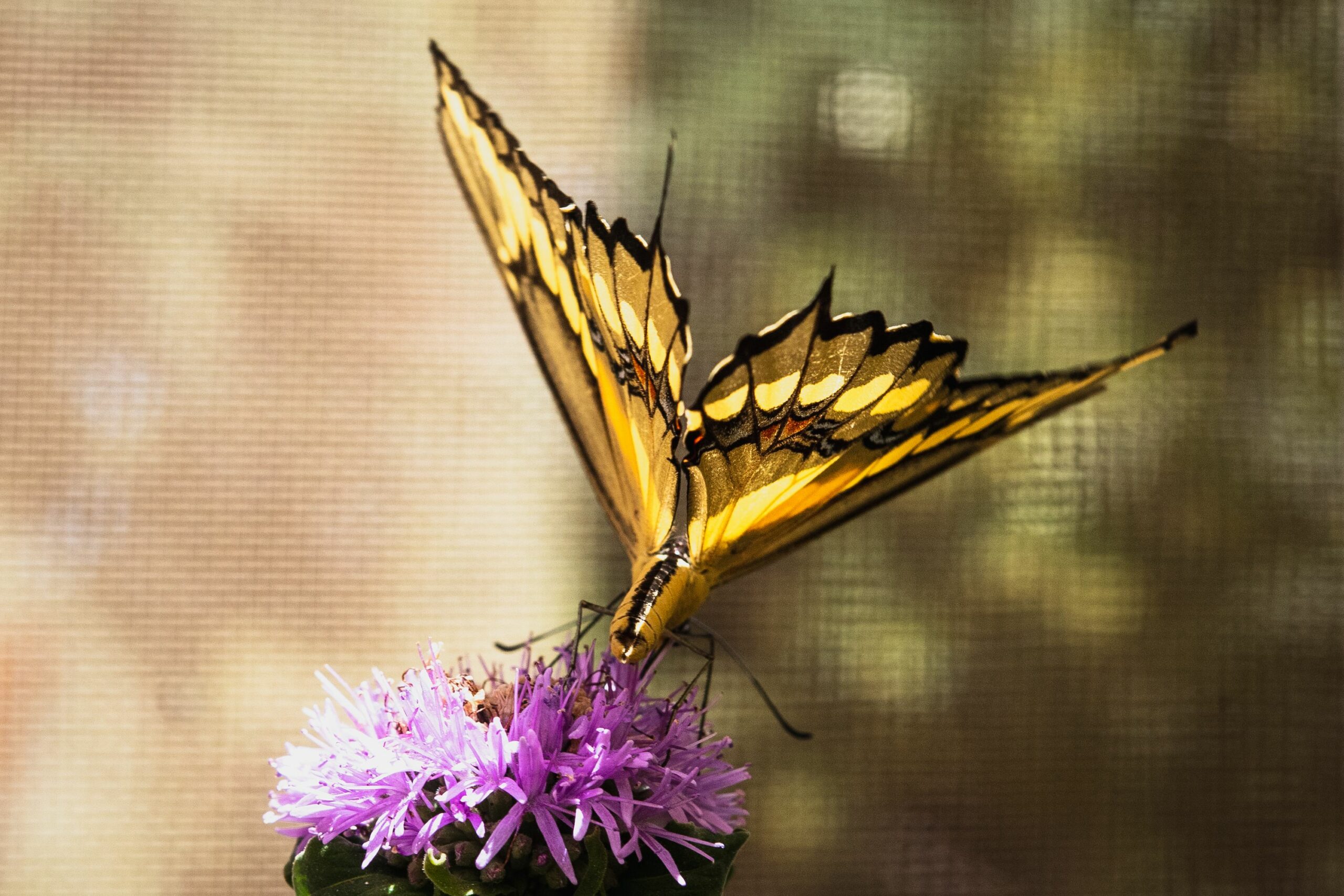 Proiect inovator: fluturi cu coadă de rândunică din ouă înghețate în azot