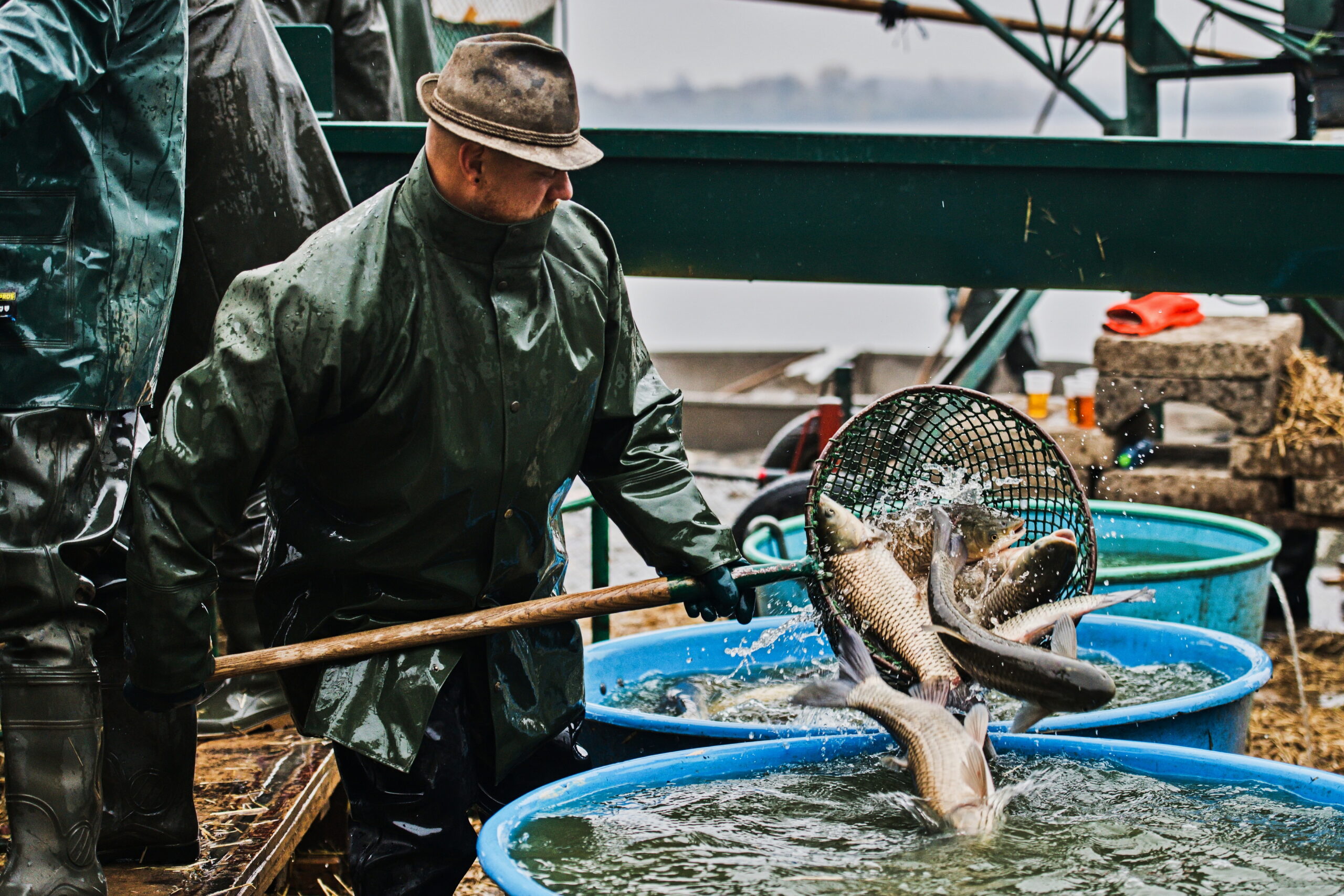 De ce mănâncă ungurii pește de Crăciun și cât costă peștele în acest an ...