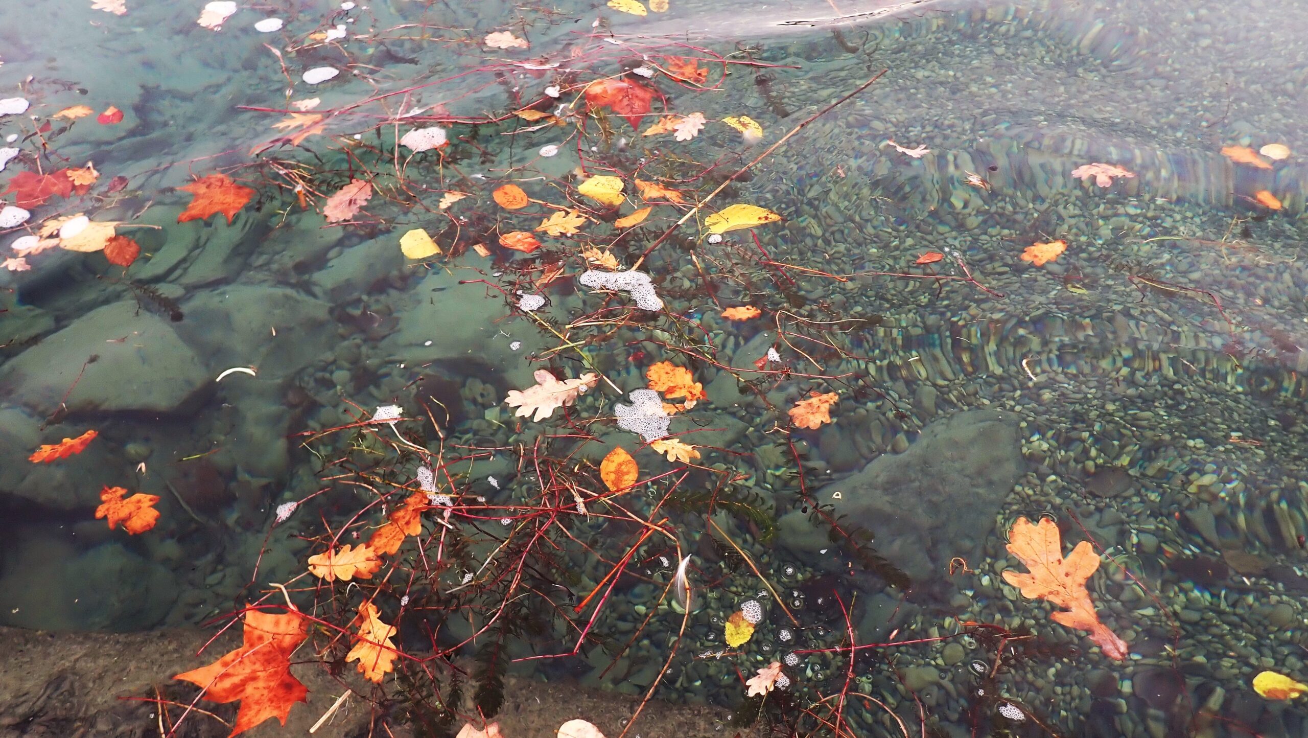 Lacul Geneva în pragul dezastrului ecologic: Cât de dăunătoare este ...