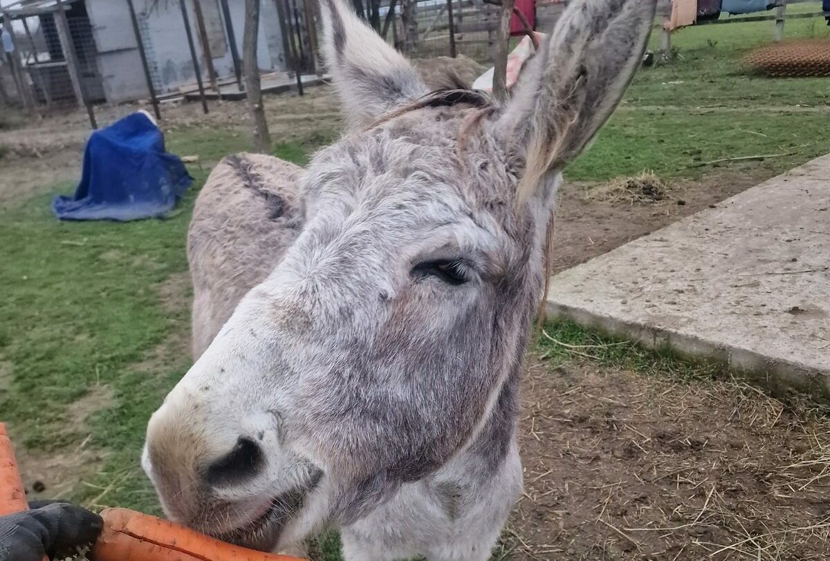 Măgarul Gelu a fost salvat de Crăciun. Animalul slab și înfometat a ...