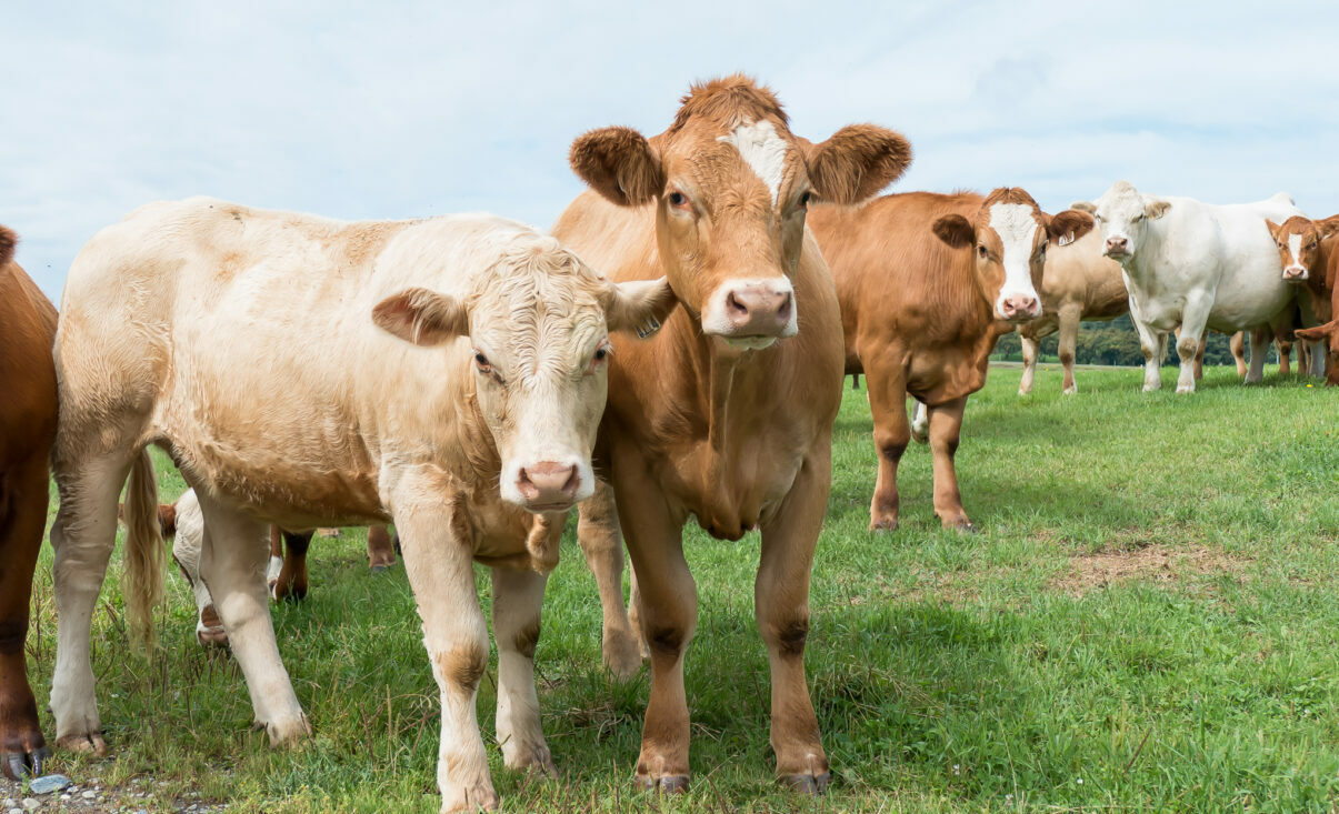 Fermierii, la control din februarie. Acordul Mercosur crește concurența