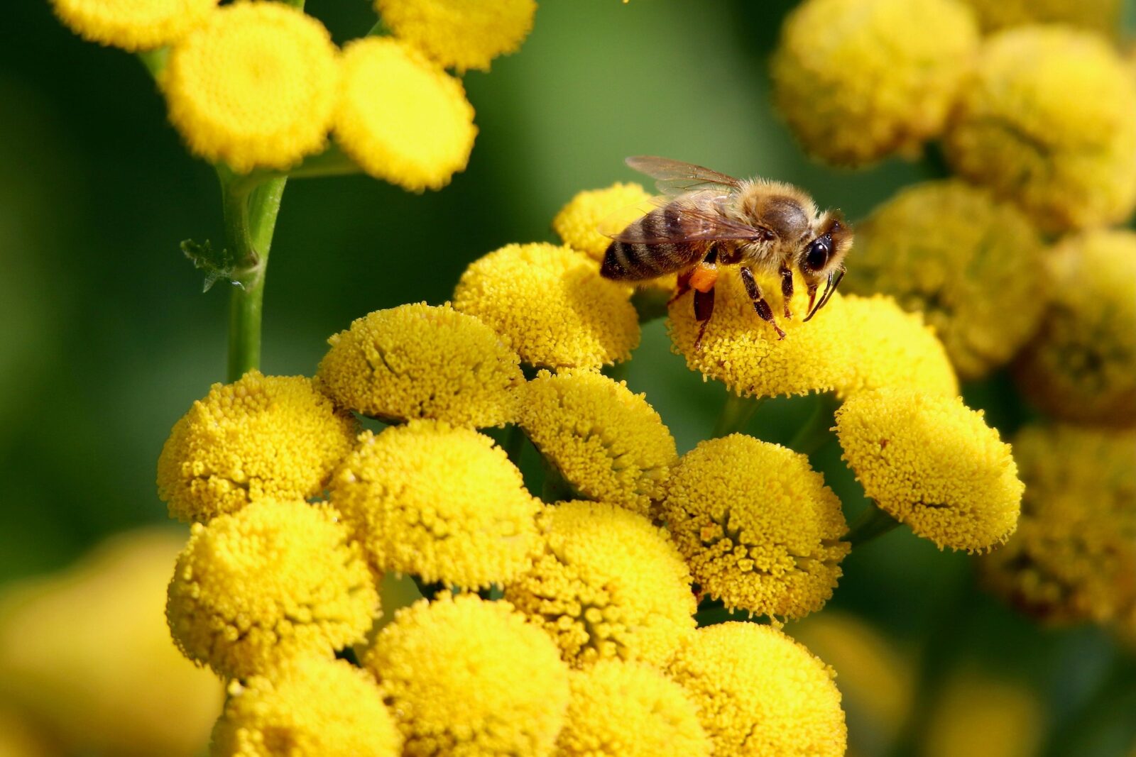 Studiu în premieră. „Apocalipsa insectelor” provoacă malnutriția ...