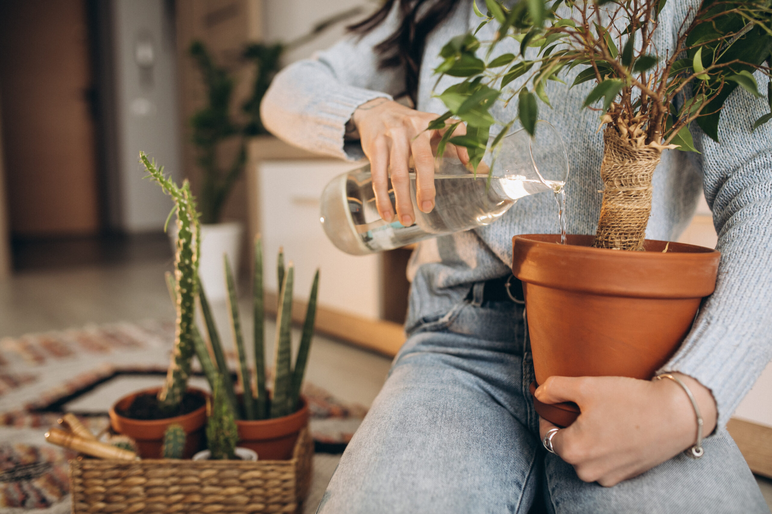 Mucegai, insecte și plante ofilite - toate din cauza unui obicei simplu ...