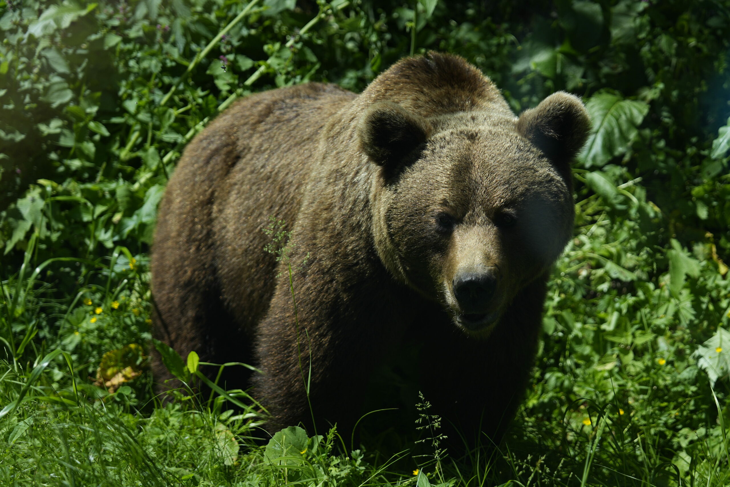 Un ucrainean a vrut să ajungă în România, însă o ursoaică l-a ținut ...