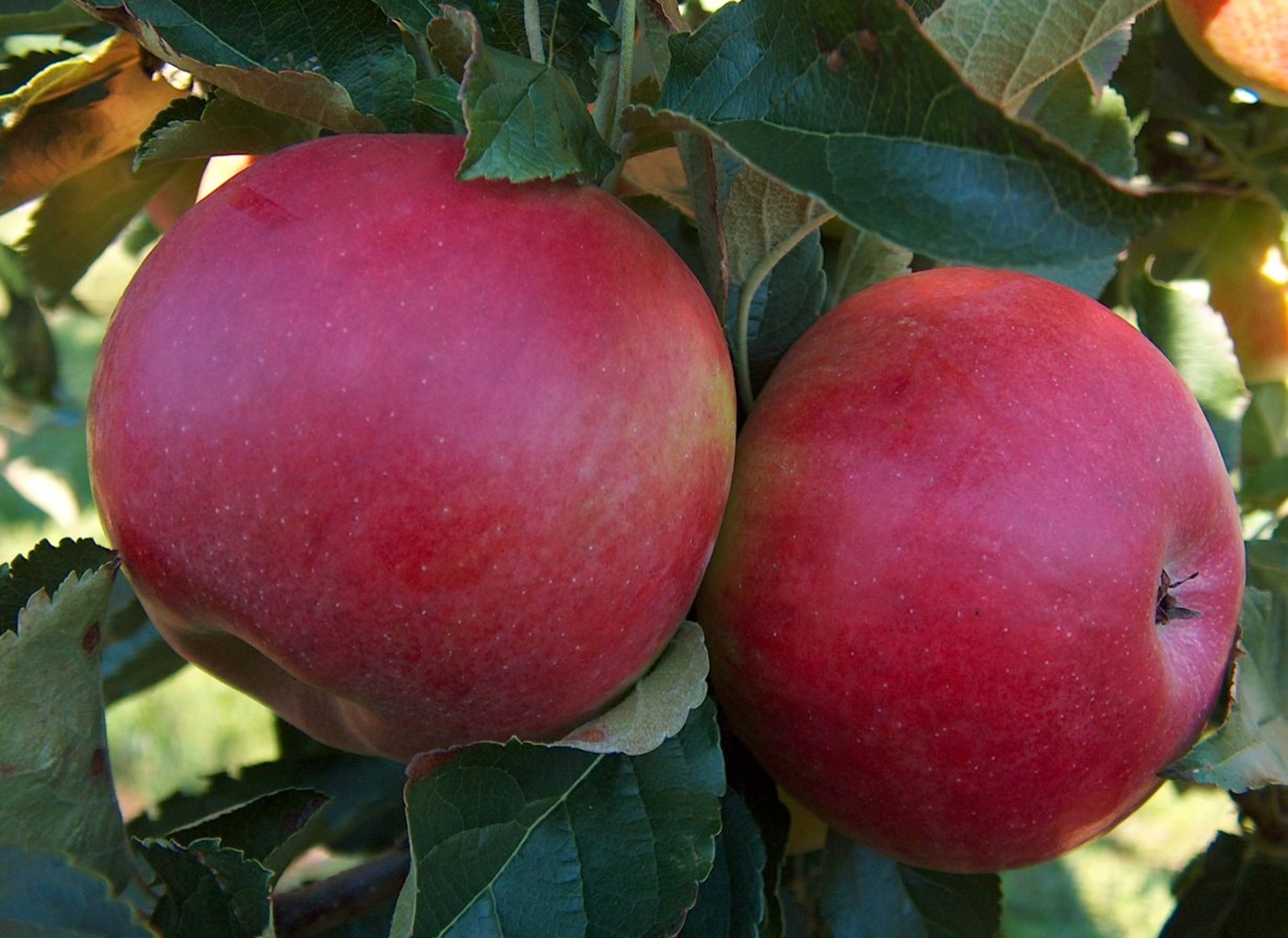 8 trucuri care îți pot dubla recolta de fructe. Recomandările experților