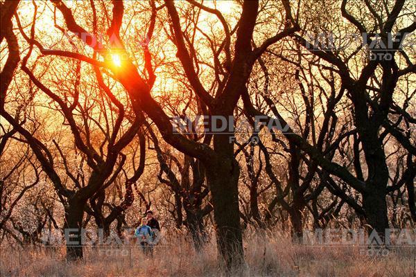 Idei de afaceri: un cuplu a plantat peste 7000 de migdali în Dobrogea ...