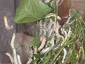 Subvenţii din fonduri UE pentru crescătorii de viermi de mătase