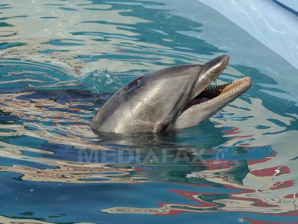 Campanie pentru salvarea delfinilor din Marea Neagră