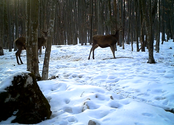 Imagini frumoase cu mai mulţi cerbi tineri, surprinse în Parcul ...