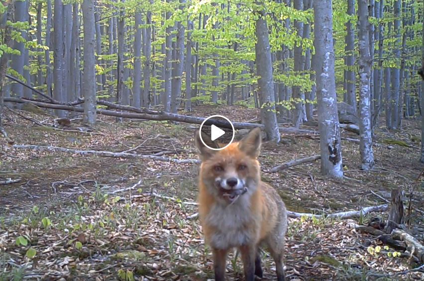 România, în sălbăticie. Vulpea cea curioasă, IMAGINI inedite suprinse ...