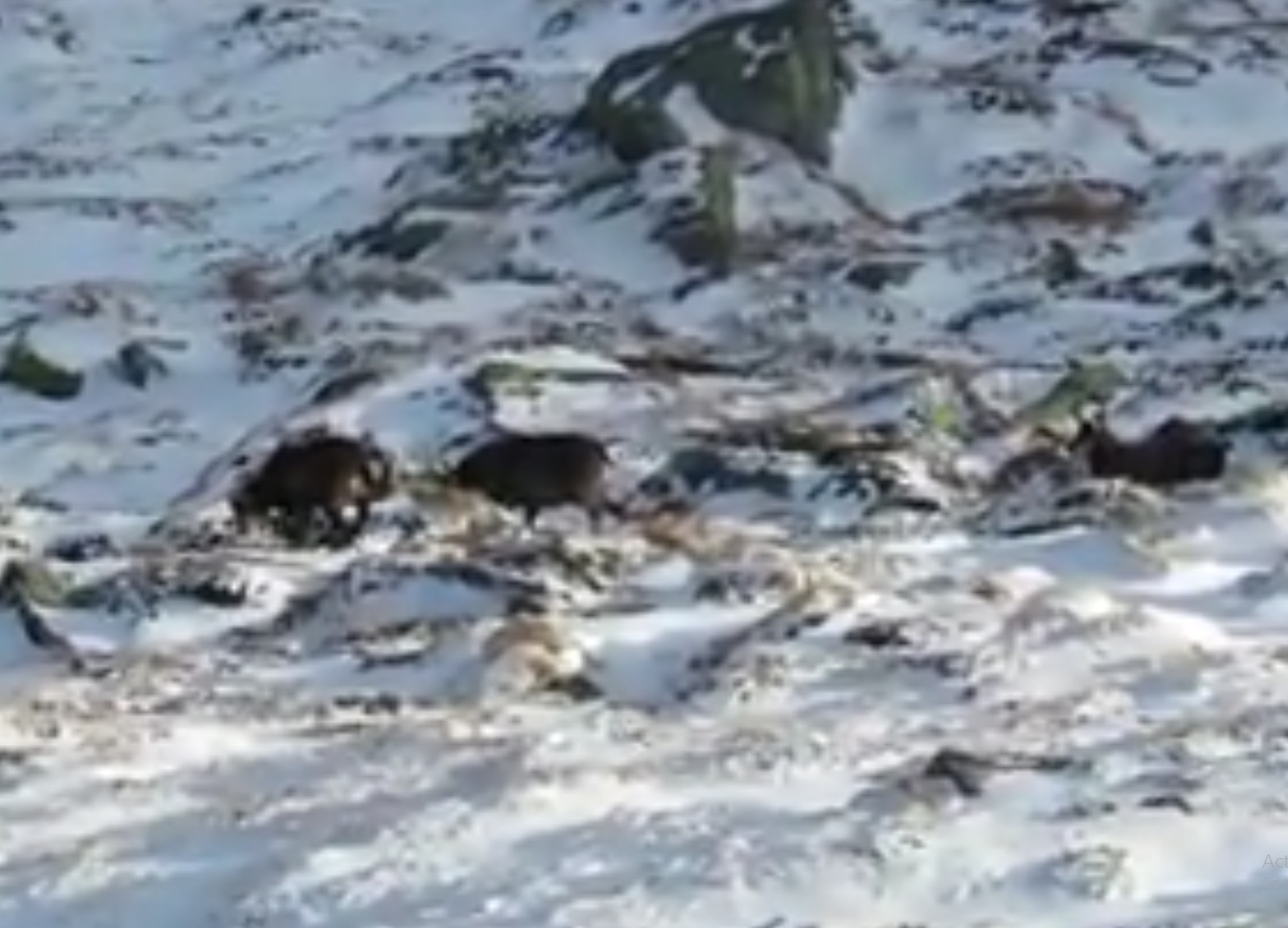 VIDEO Imagini inedite în Munţii Rodnei din cu un ied de capră neagră ...