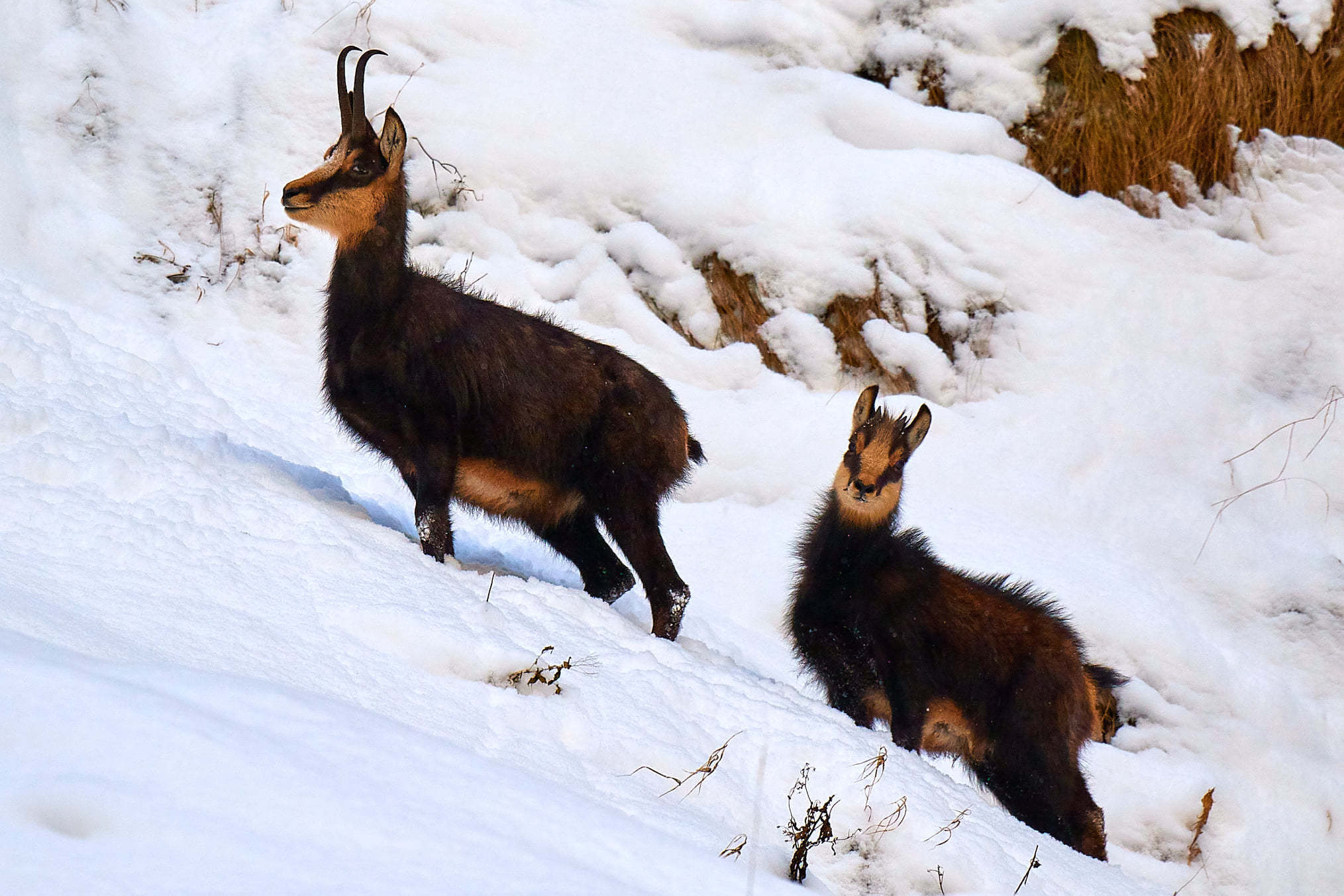 VIDEO Imagini spectaculoase cu capre negre care sar printre stânci ...
