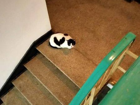 Cum este tratată Inima de locuitorii unui bloc. Povestea unei pisici iubite