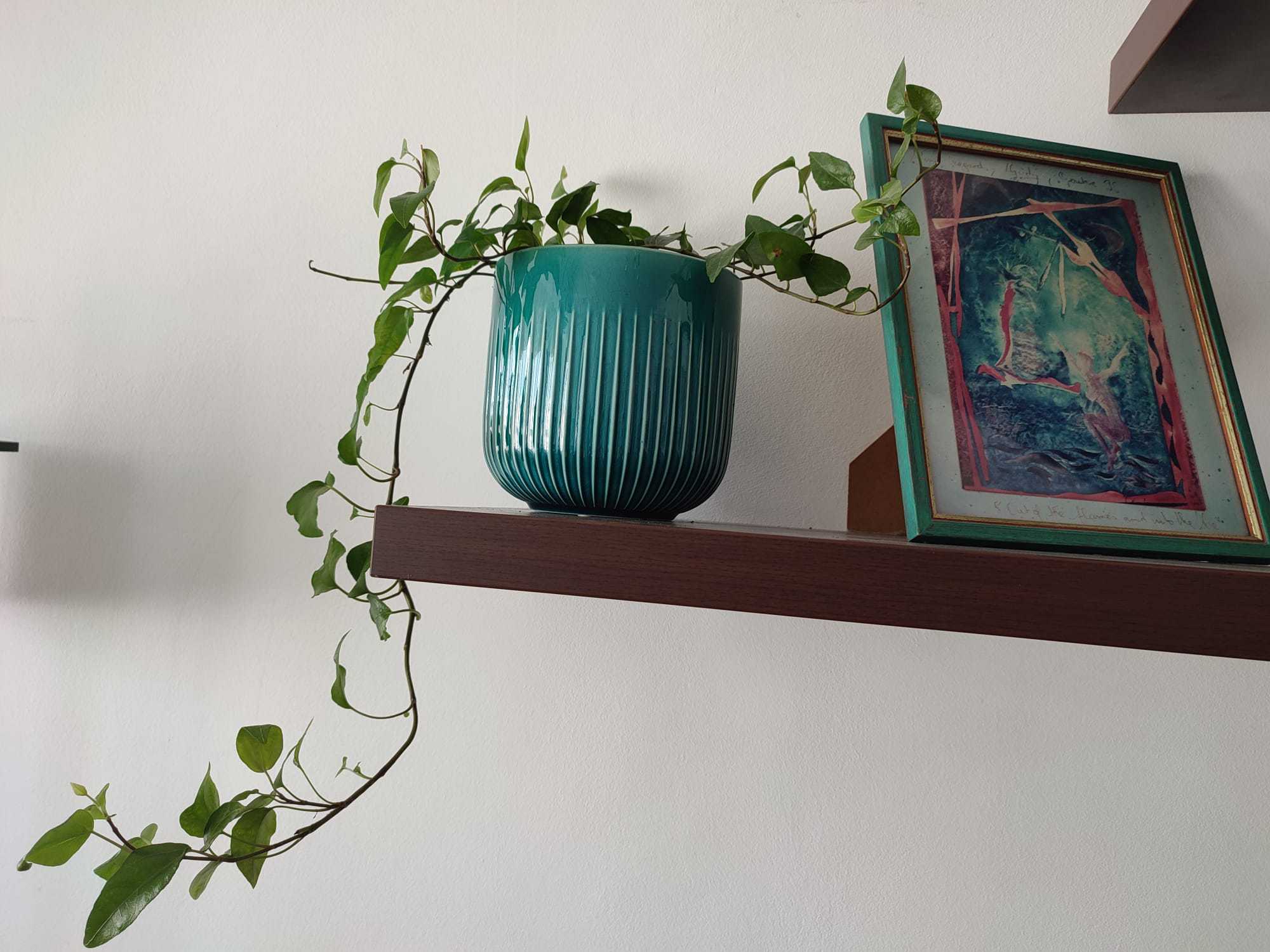 De ce să ai cât mai multe plante acasă sau la birou - studiu