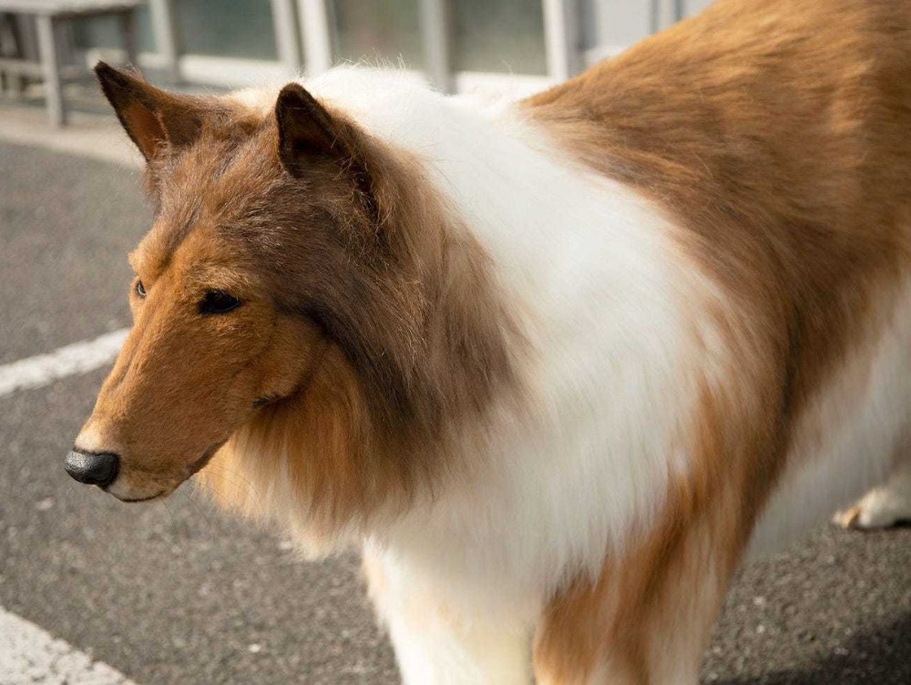 O avere pentru o „viaţă de câine”. Un japonez a plătit o sumă ...