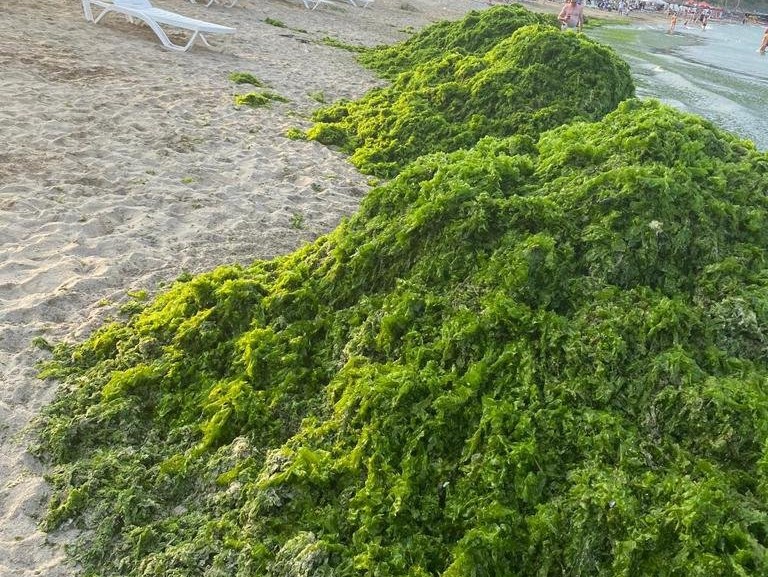 4.500 de tone de alge au fost strânse de pe litoral în luna august
