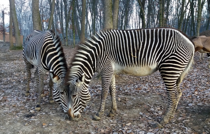 O zebră, un zimbru şi 5 lemuri, noile atracţii de la Grădina Zoologică ...