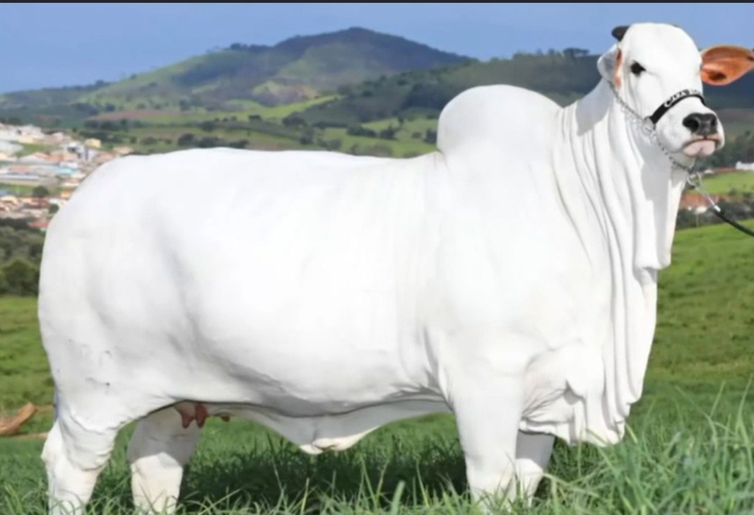 O vacă mare cât un deal, cel mai scump animal din lume