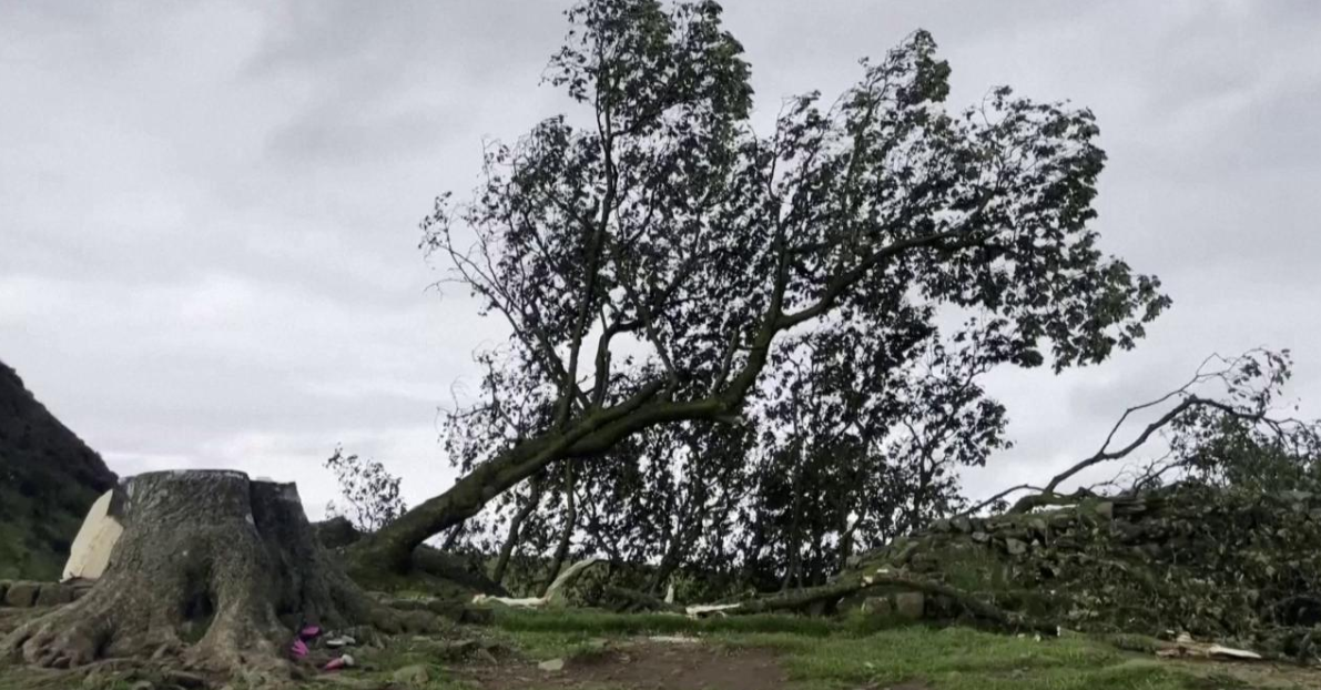 Copacul lui Robin Hood a fost doborât. Un tânăr de 16 ani a fost arestat