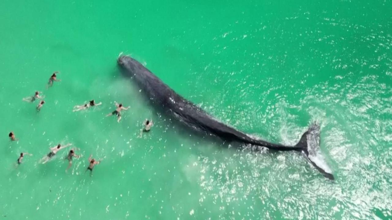 Imagine spectaculoasă cu o balenă uriaşă apropiindu-se periculos de ...