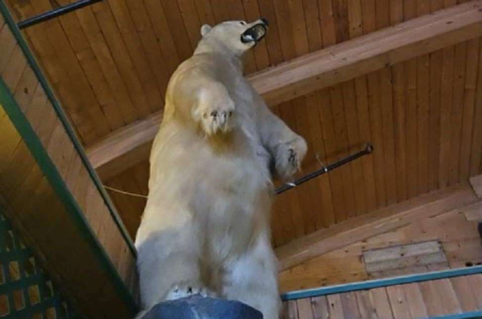 Un urs împăiat, de 3,6 metri şi 225 de kilograme, a dispărut de pe ...