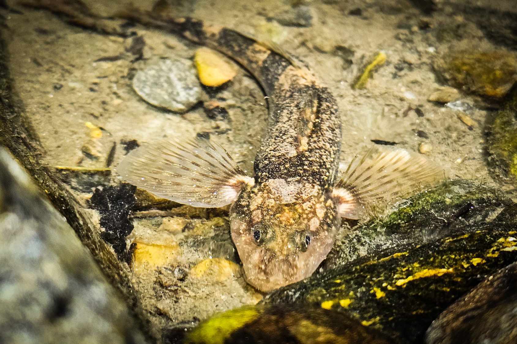 Imagini istorice cu aspretele, o fosilă vie, cel mai rar peşte de apă ...