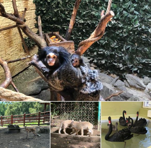 5 pui de lup alb, un pui de ciută, 7 lebede negre - noii locatari de la ...