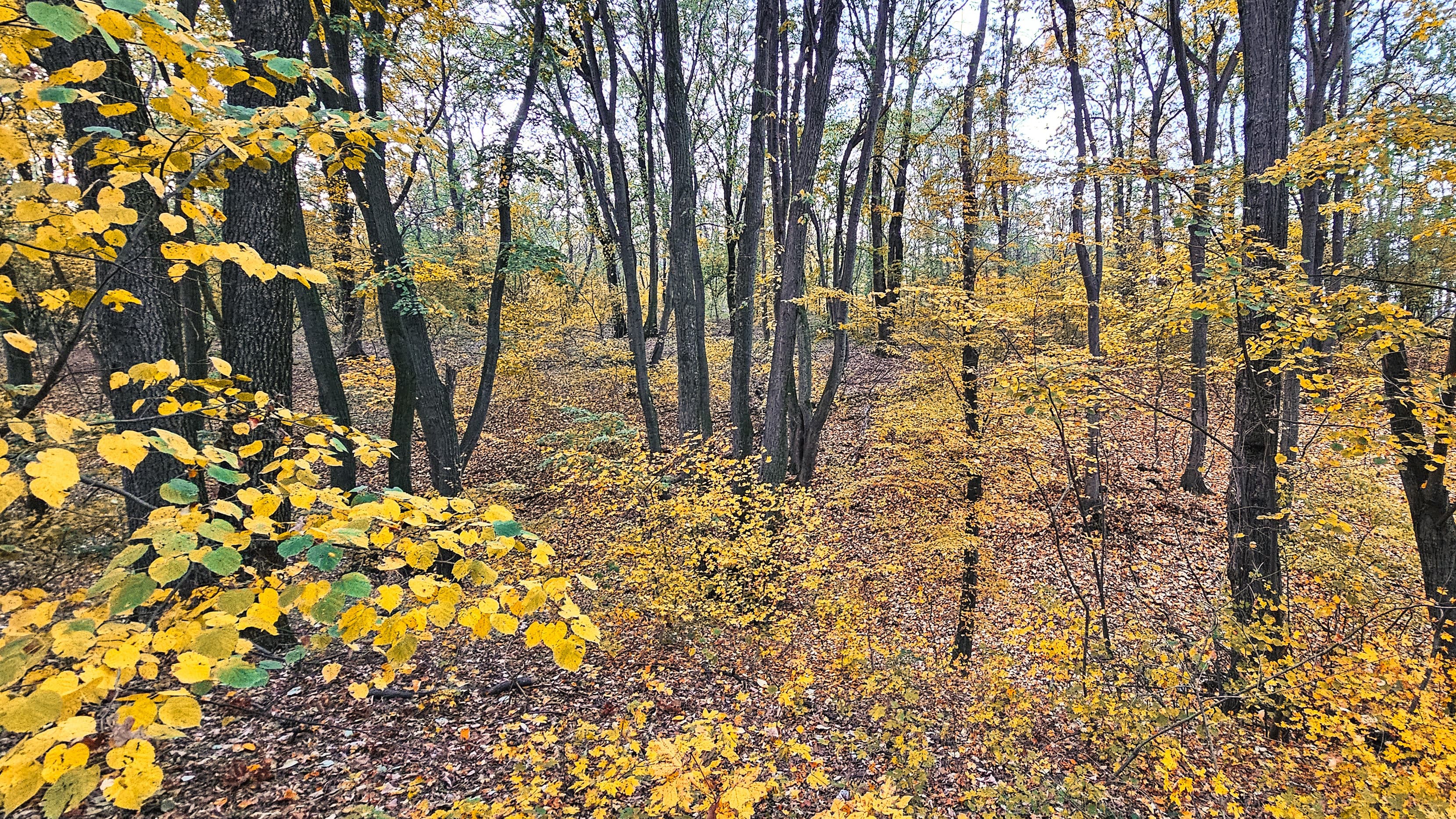 Codul silvic, promulgat de preşedinte