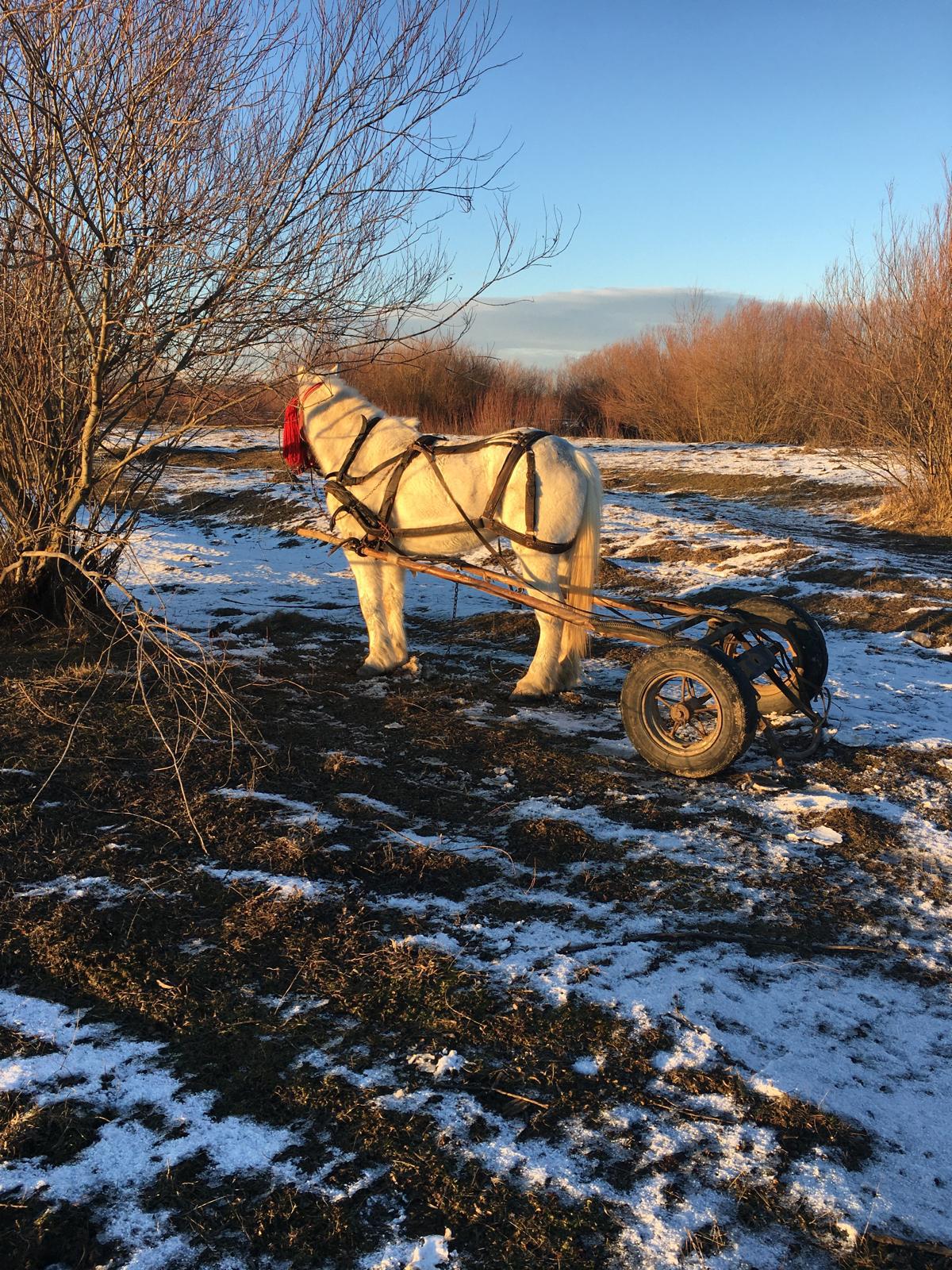 UPDATE. Un bărbat este căutat în râul Moldova. Căruţa acestuia a fost ...
