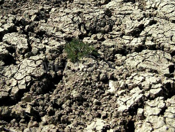 Perdele forestiere în Lunca Dunării împotriva deşertificării