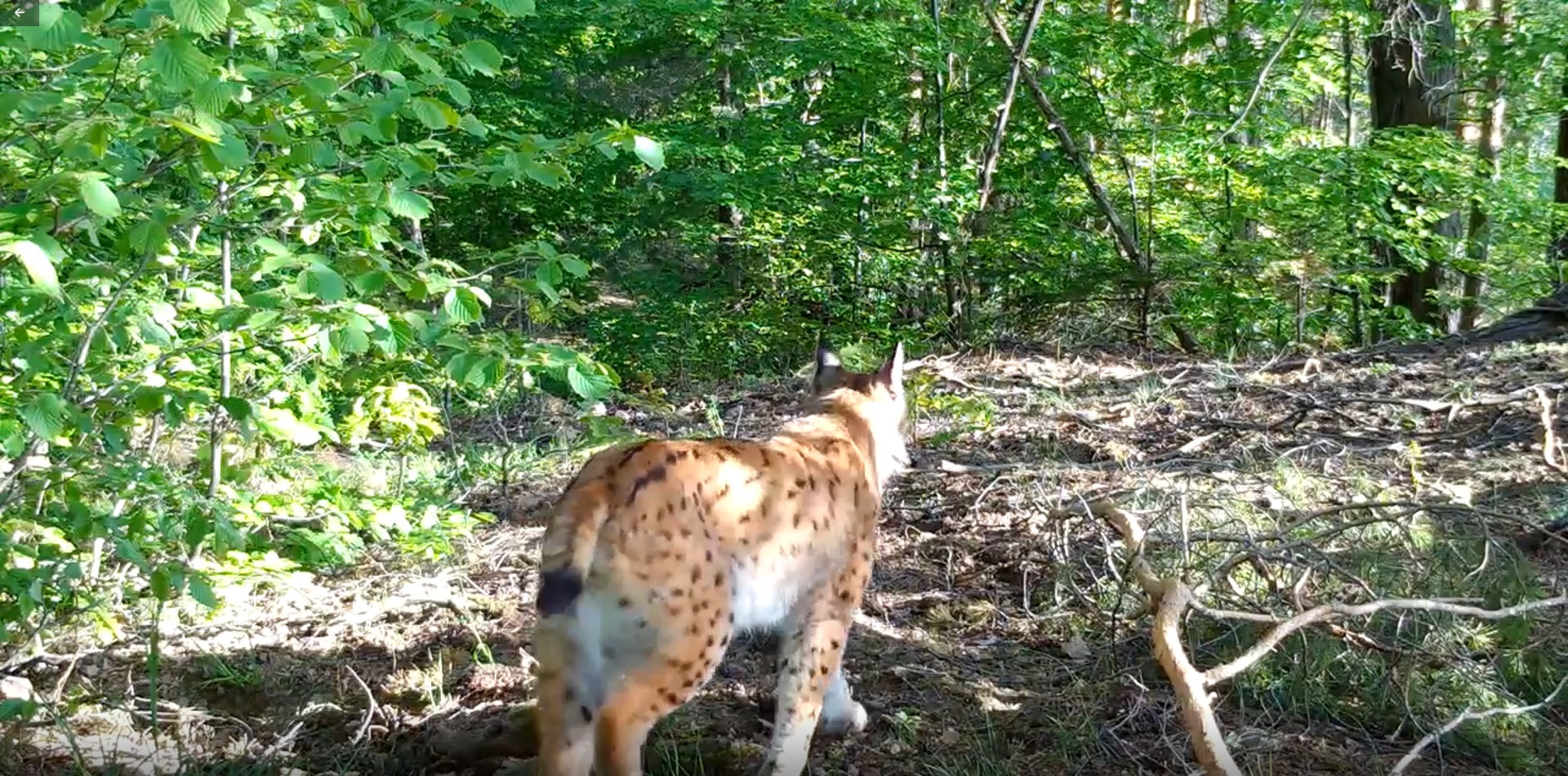 VIDEO. Imagini rare cu un râs. Animalul a fost văzut într-o pădure din ...