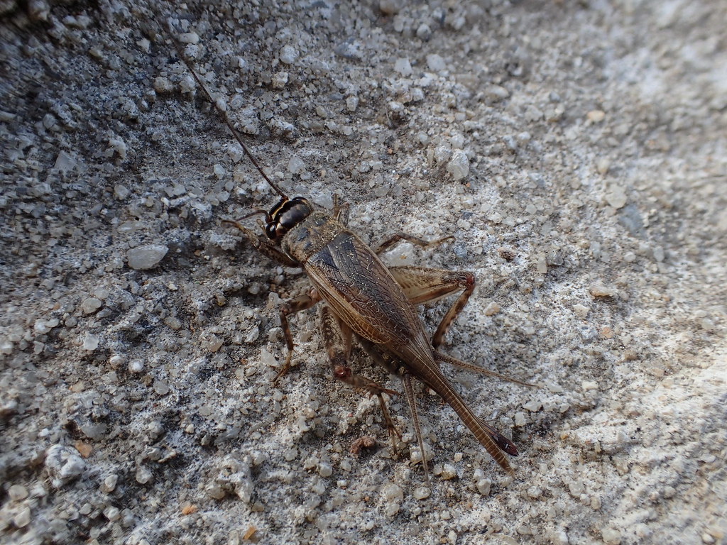 Greierele a devenit aliment în Uniunea Europeană. Cum poate fi preparat