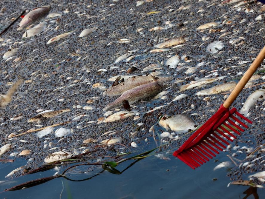 Panică în Polonia după moartea în masă a peştilor din râul Oder