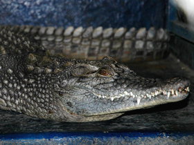 Australia: Un copil a ucis mai multe reptile dintr-un zoo şi a hrănit ...