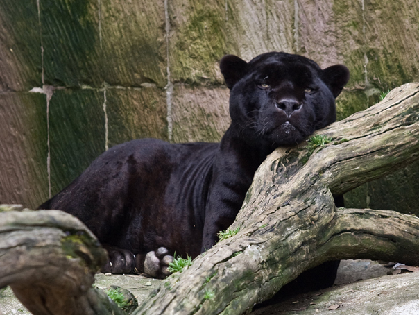 Panteră neagră în libertate într-o pădure din Luxembourg
