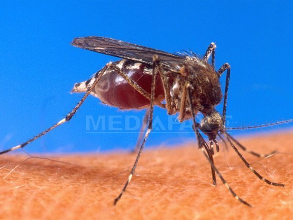 Febra Dengue, transmisă pentru prima oară pe teritoriul Franţei ...