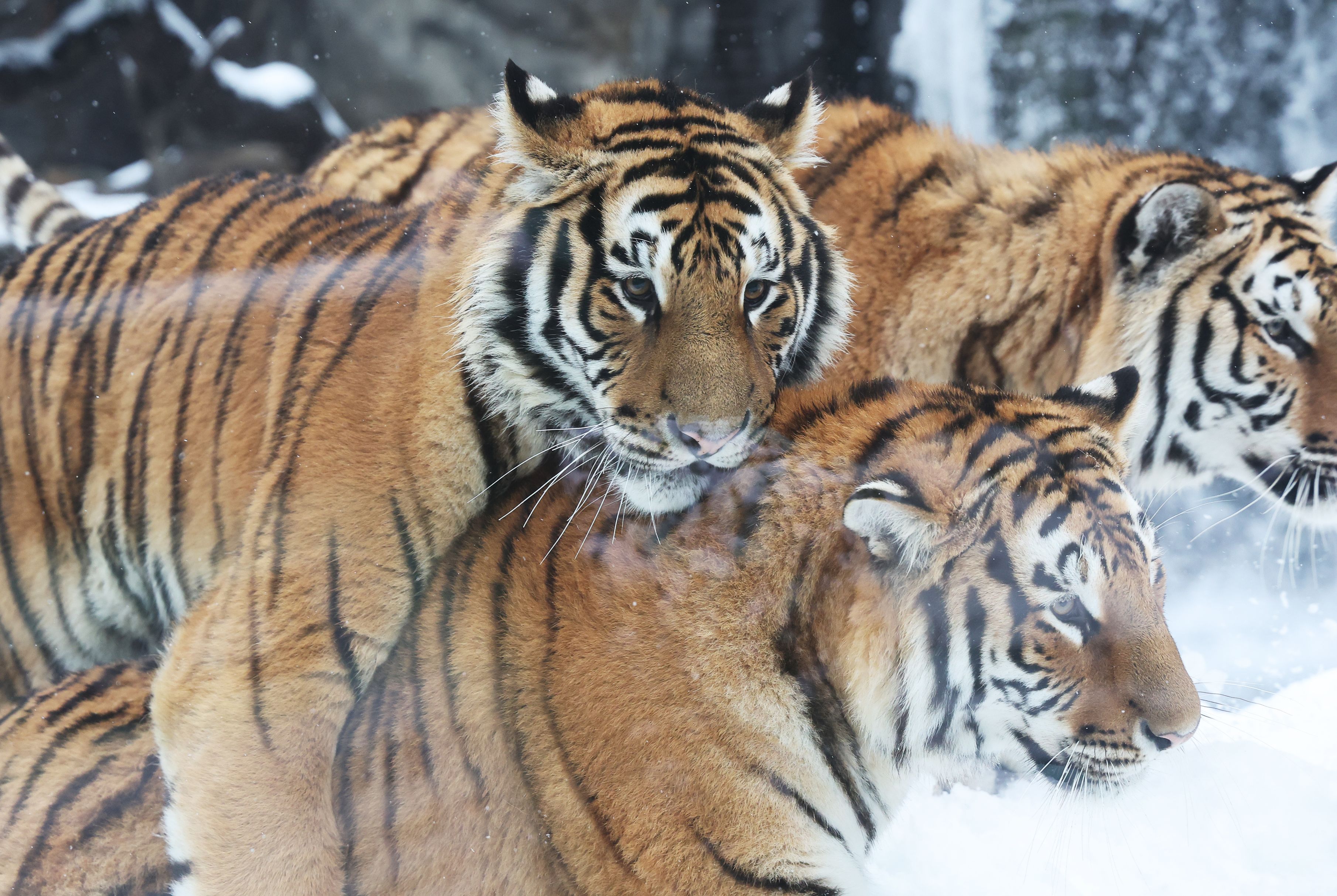 HOROSCOPUL Chinezesc. Anul Tigrului de Apă, ce a fost unul tensionat, s-a încheiat. Omenirea n-a ...