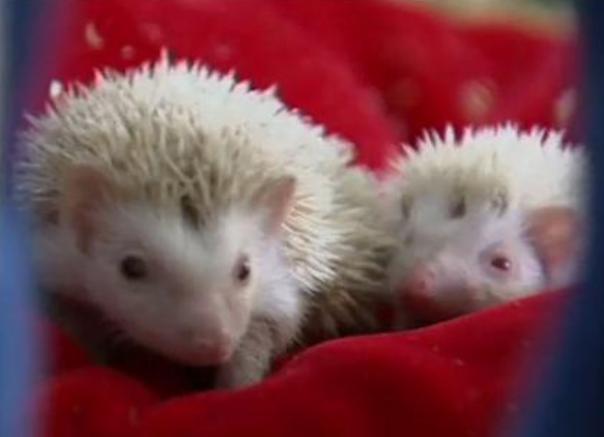 O captură neobișnuită i-a adus o pedeapsă. Un tânăr francez, condamnat ...