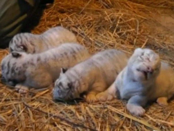 Patru pui de tigru alb s-au născut într-o grădină zoologică din Japonia ...