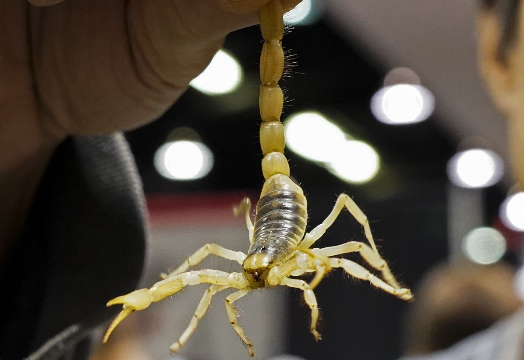 Locul în care a fost descoperită cea mai veche fosilă a unui scorpion ...