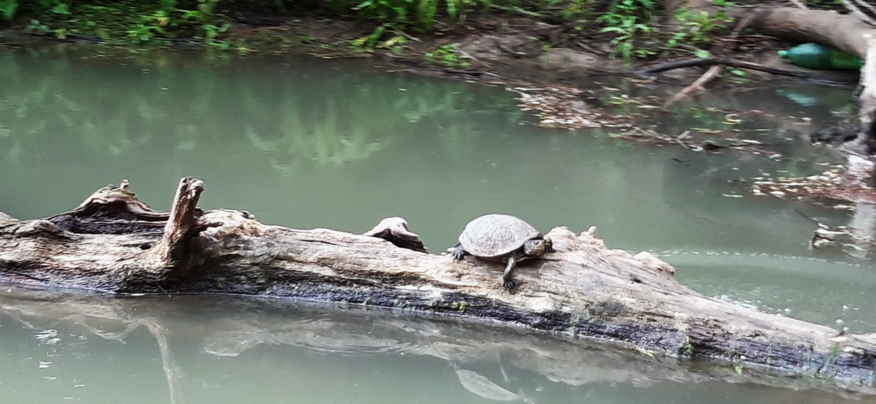 Broaşte ţestoase de apă, observate pe canalul Litcov din Delta Dunării FOTO