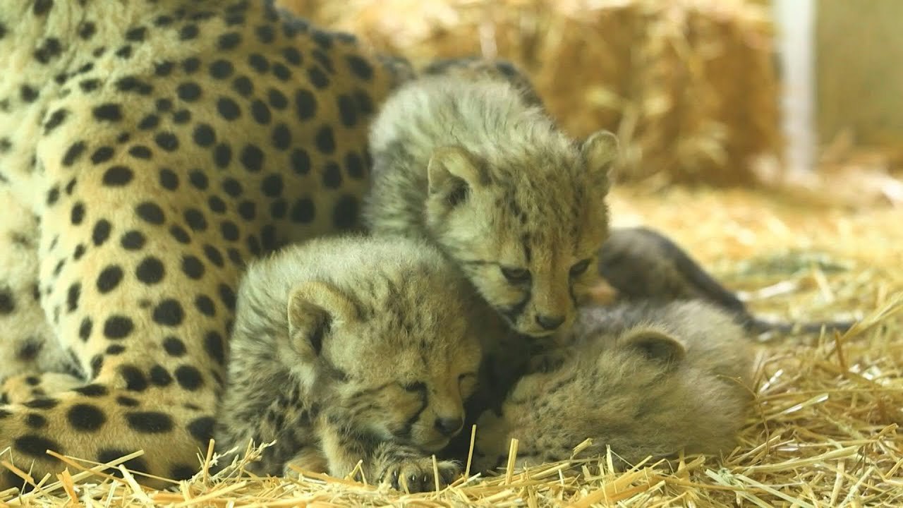 Patru pui de ghepard s-au născut la Grădina Zoologică din Viena ...